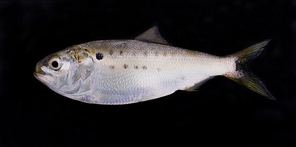 Brevoortia tyrannus - Atlantic Menhaden -- Sighted: Liberty State Park