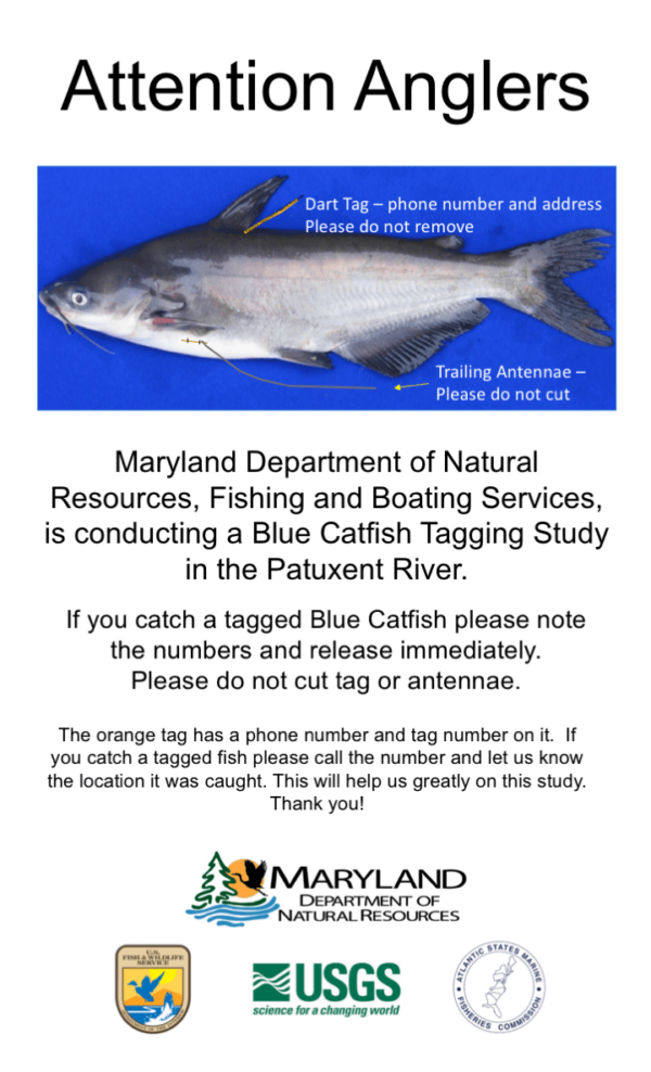 Invasive Fish | CCA Maryland